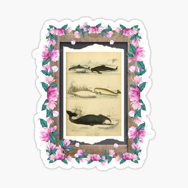 "Zoological board Whales - Zoological designs and zoology boards ...