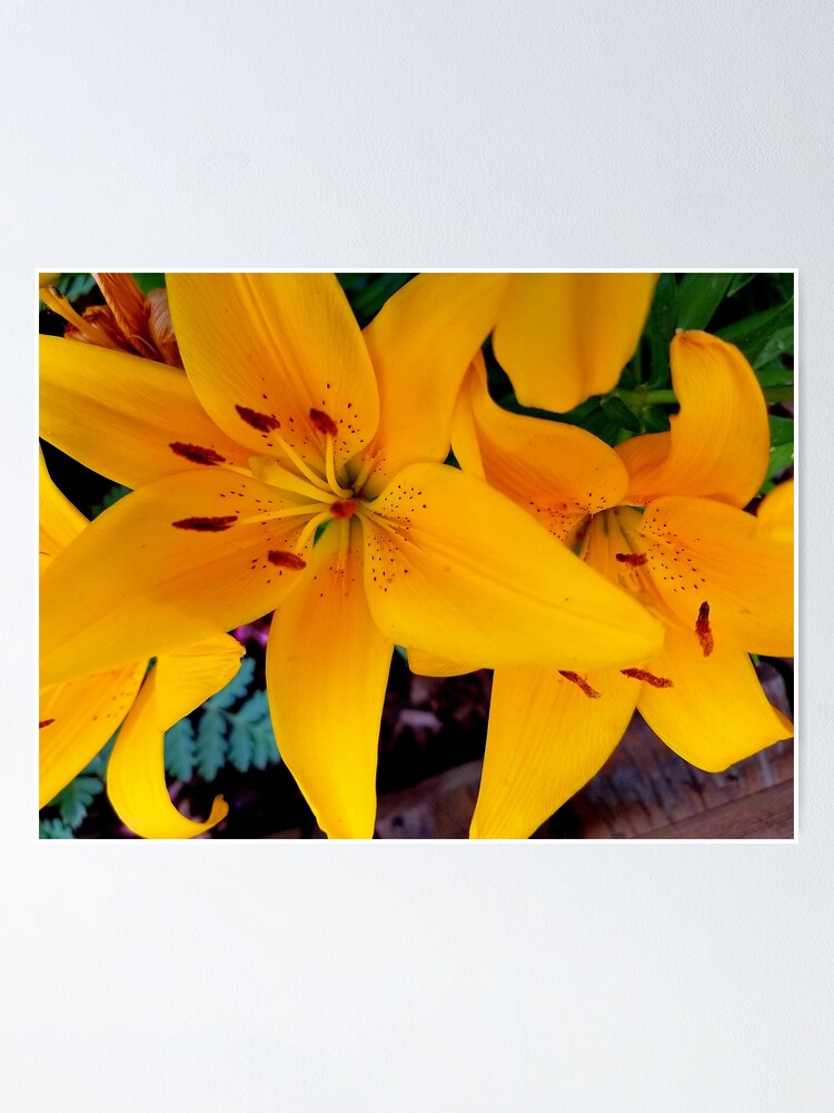 "Lilly" Poster for Sale by SalzmanVision | Redbubble