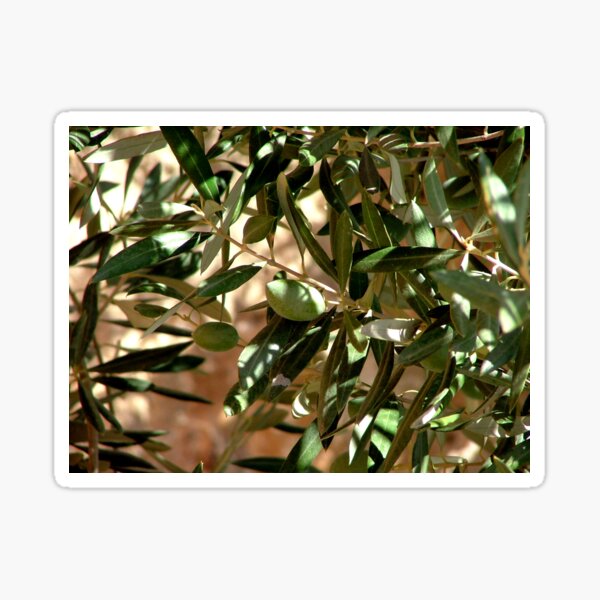 "Olives" Sticker by luisdelafuente | Redbubble