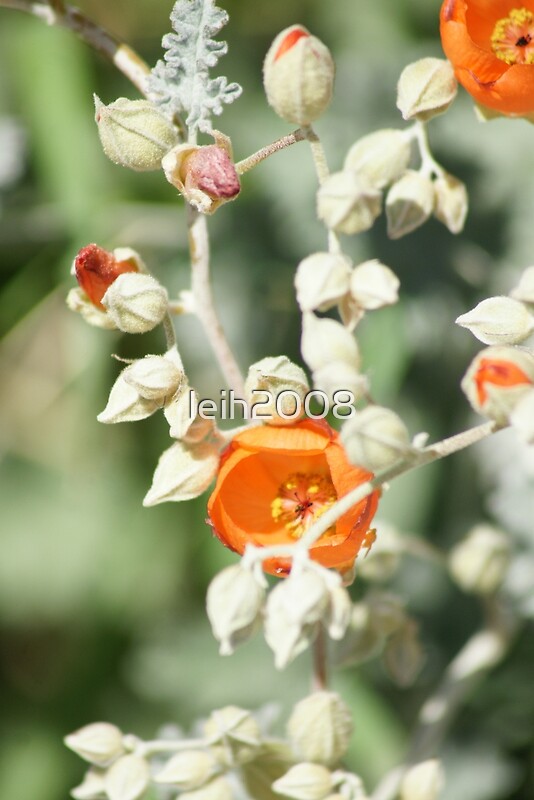 "Orange Fendler's Globemallow; Sphaeralcea Fendleri; Along the Arizona ...