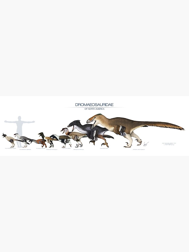 "Dromaeosaurid Dinosaurs of north America" Poster for Sale by ...