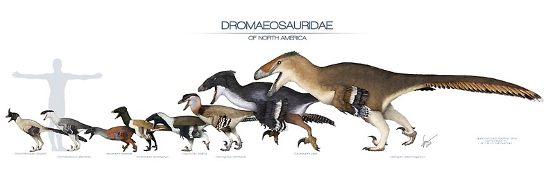 "Dromaeosaurid Dinosaurs of north America" Metal Prints by SerpenIllus ...