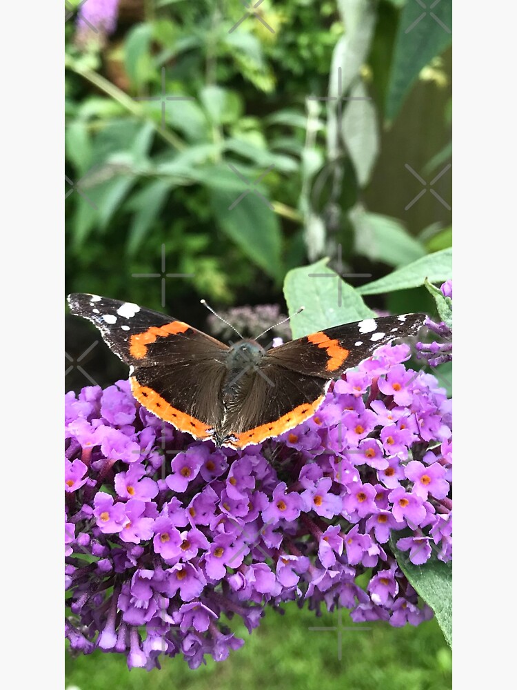 "Red Admiral Butterfly" Sticker for Sale by JuleZ54 | Redbubble
