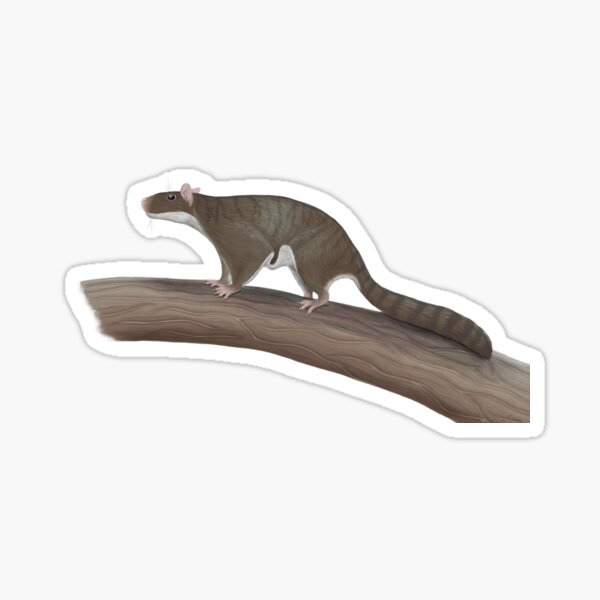 "Volaticotherium antiquum - extinct gliding mammal" Sticker for Sale by ...