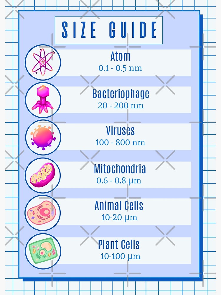 "Microbiology Size Guide Cute Aesthetic Blue" Poster for Sale by ...