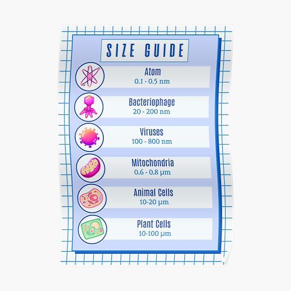 "Microbiology Size Guide Cute Aesthetic Blue" Poster for Sale by ...