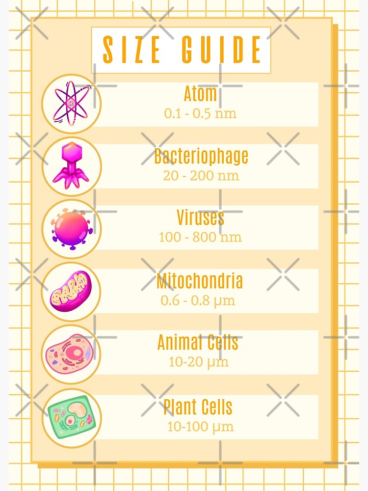 "Microbiology Size Guide Cute Aesthetic Yellow" Poster for Sale by ...
