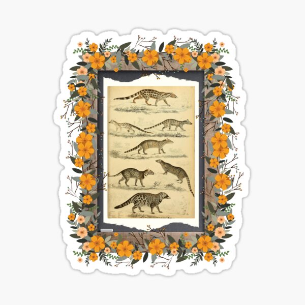 "Zoological board Civets - Zoological designs and zoology boards ...