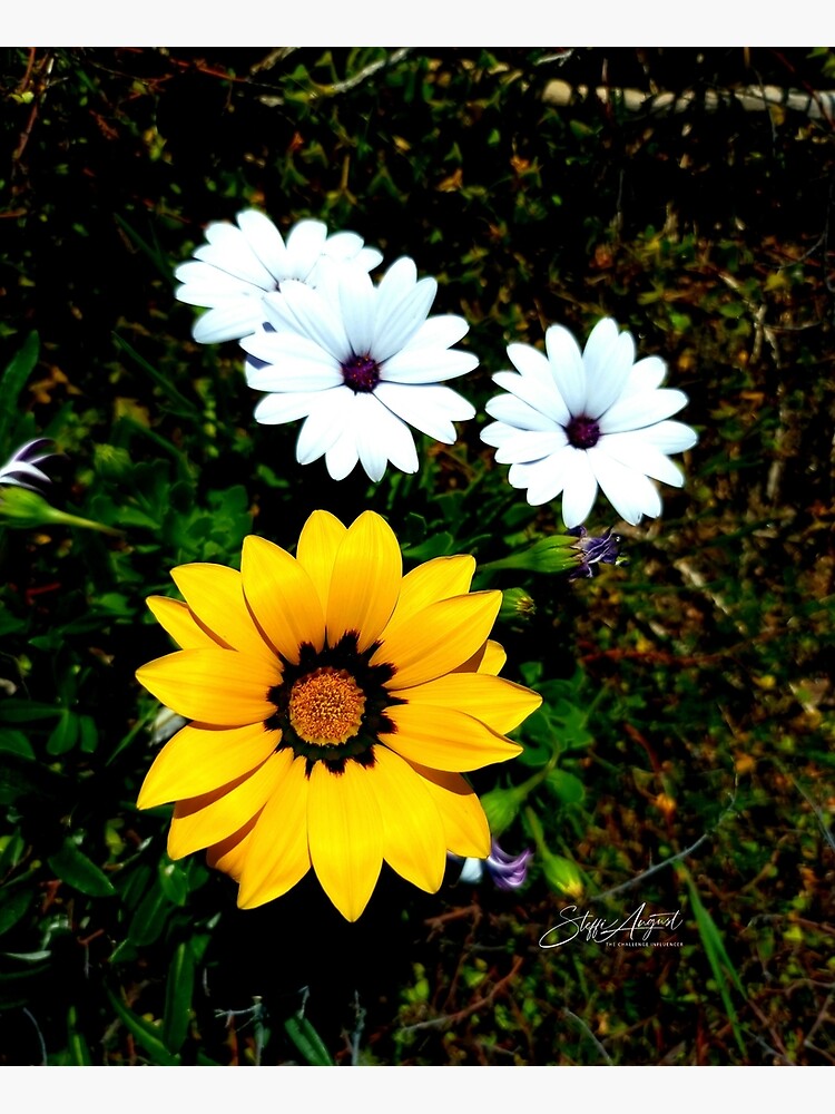 "WHITE/ YELLOW DAISIES" Poster for Sale by SteffiAugust | Redbubble