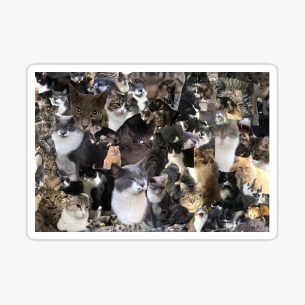 "Collage of College Cats" Sticker for Sale by CampusCatCo | Redbubble