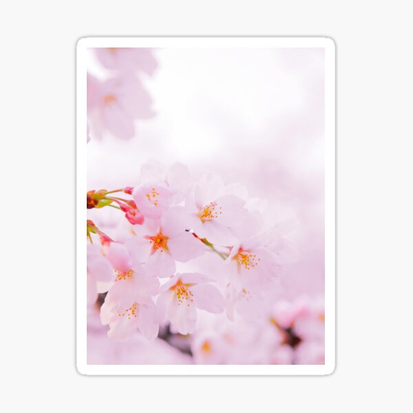 "Japanese Cherry Blossom Artwork Design Print" Sticker for Sale by ...