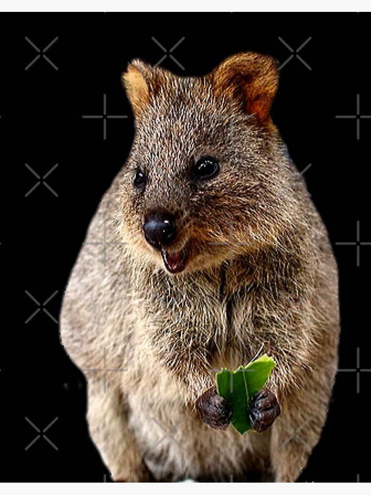"As cute and happy as a Quokka" Poster for Sale by pnkpopcorn | Redbubble