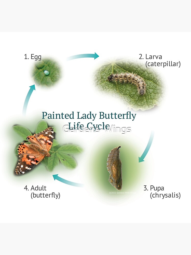 Painted Lady Butterfly Life Cycle Worksheet