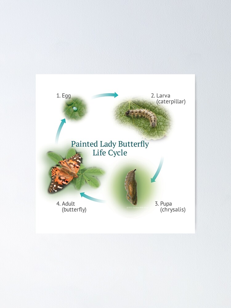 Painted Lady Butterfly Life Cycle Worksheet