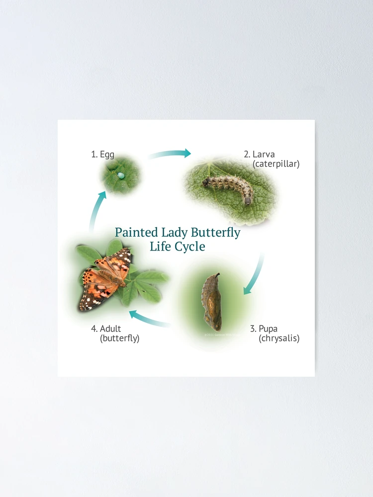 Painted Lady Butterfly Larvae Diagram Complete Metamorphosis #1 By