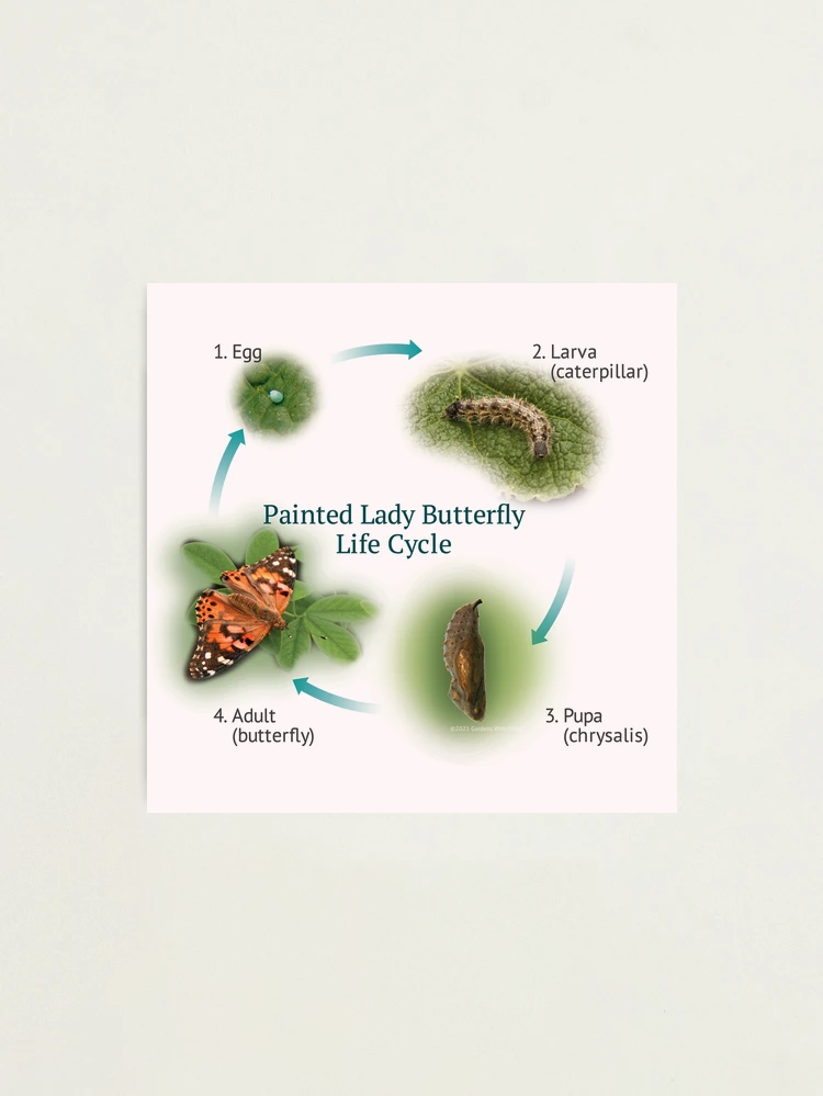 Life Cycle Of A Painted Lady Butterfly