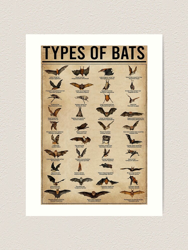 "39 Types Of Bat Types Knowledge Poster" Art Print by JohnaBB | Redbubble