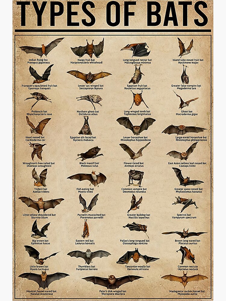 "39 Types Of Bat Types Knowledge Poster" Sticker for Sale by JohnaBB ...