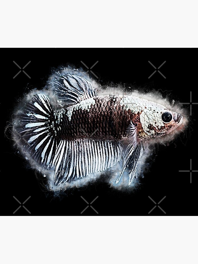 "Black Samurai fighting fish" Poster for Sale by AquariumLutter | Redbubble