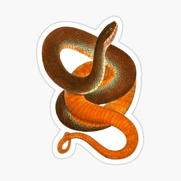 "Snake" Sticker for Sale by TheMikis | Redbubble