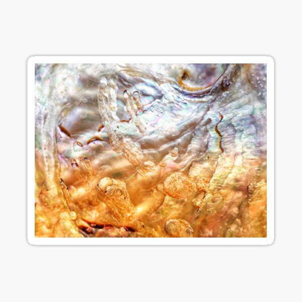 "Art in Nature Abalone Shell Natural Art Cosmic Sea Turtles and Friends ...