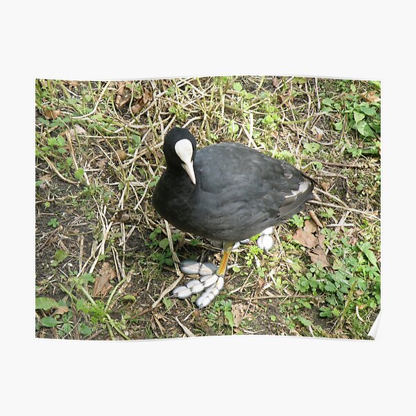 "Coot with Big Funny Feet Photograph" Poster for Sale by naturegallery ...