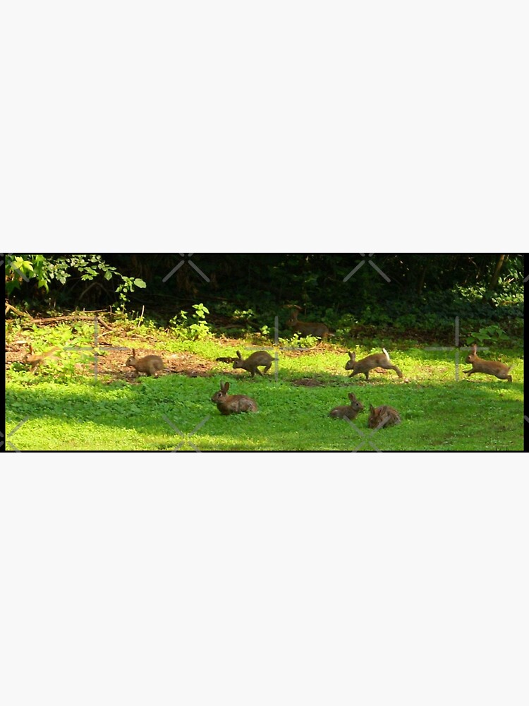 "Wild rabbit colony" Sticker for Sale by podbillies | Redbubble