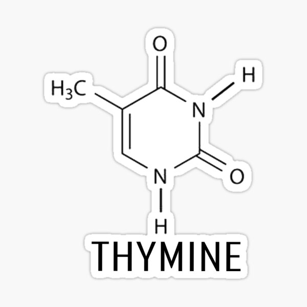 Pegatina «Timina - Fórmula estructural» de designlad | Redbubble