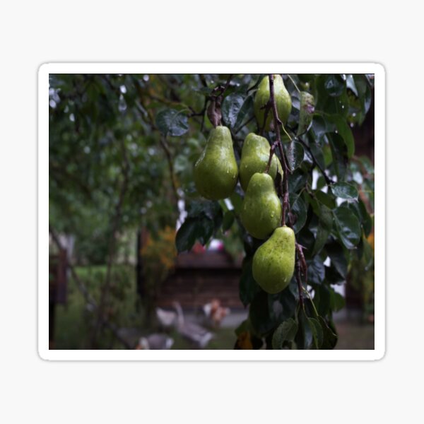 "Realistic design of cool pear fruit" Sticker for Sale by DoNz0 | Redbubble