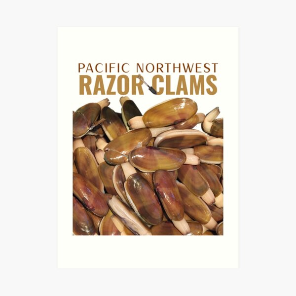 "Pacific Northwest Razor Clams from Ocean Shores, Washington State" Art ...