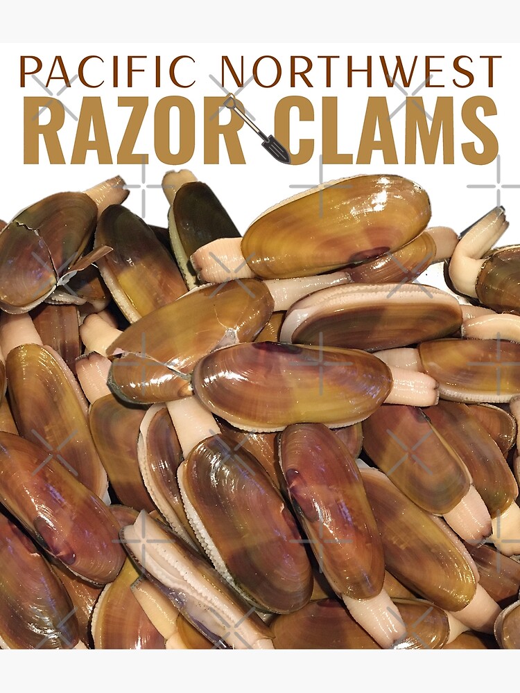 "Pacific Northwest Razor Clams from Ocean Shores, Washington State" Art ...