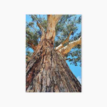 "Giant Gum Tree" Art Board Print for Sale by DjaneArt | Redbubble