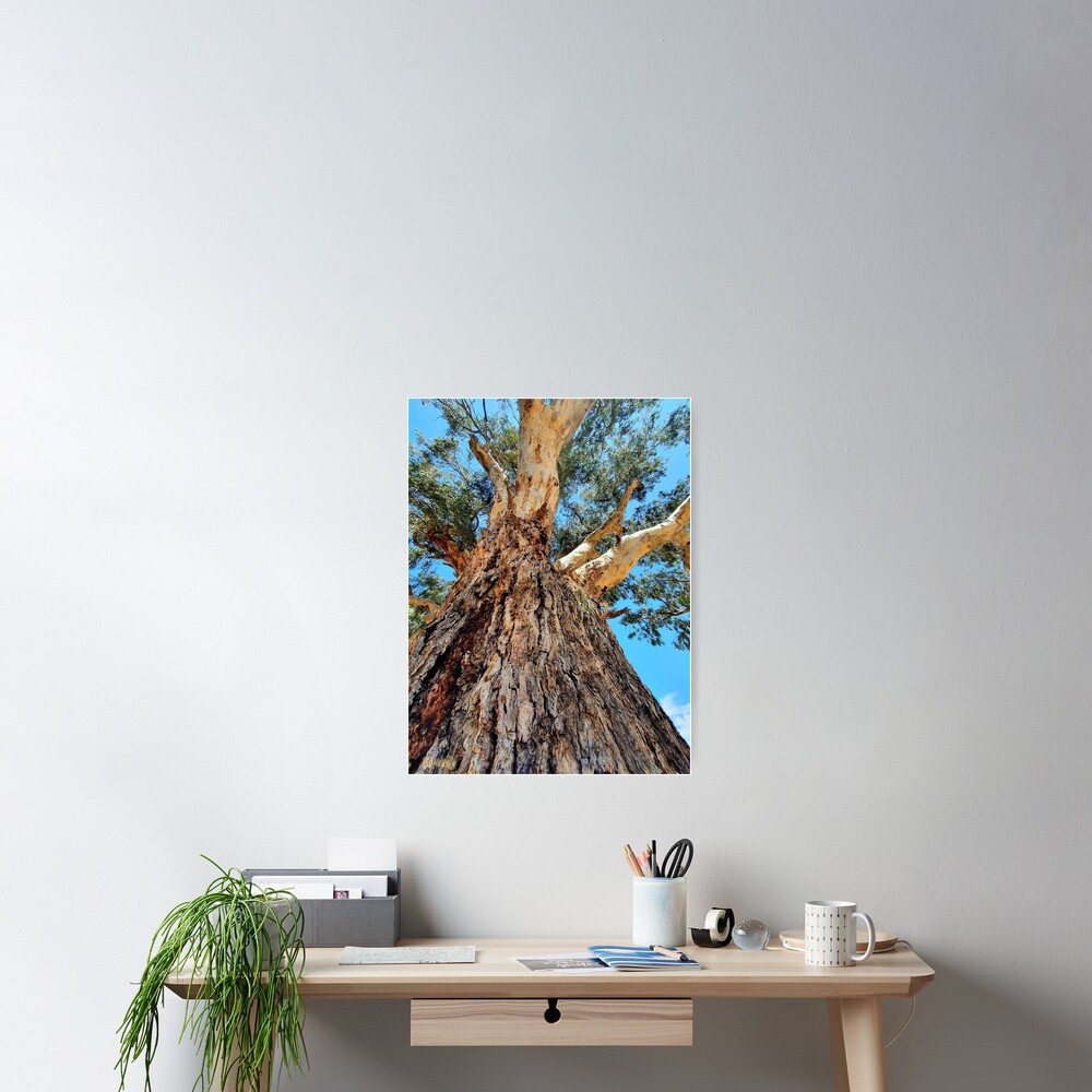 "Giant Gum Tree" Poster by DjaneArt | Redbubble