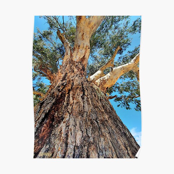 "Giant Gum Tree" Poster by DjaneArt | Redbubble