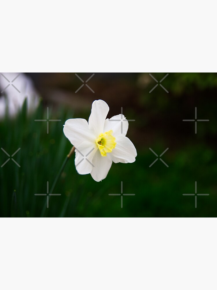 "Photograph of a Single Daffodil" Sticker for Sale by PhotoVillage ...