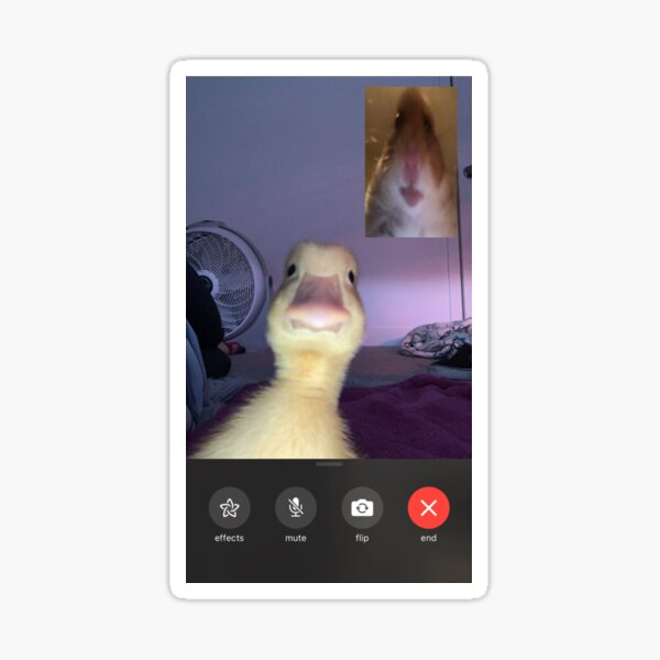 "Duck and Hamster Facetime meme" Sticker for Sale by Sheeshy | Redbubble