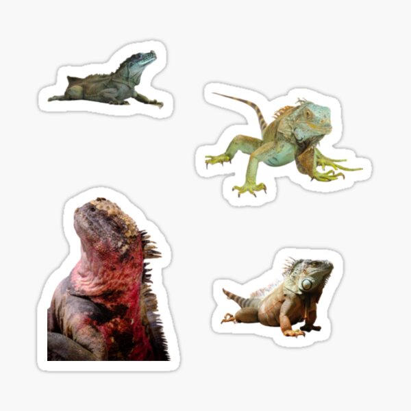 "iguana sticker pack " Sticker for Sale by exr378 | Redbubble