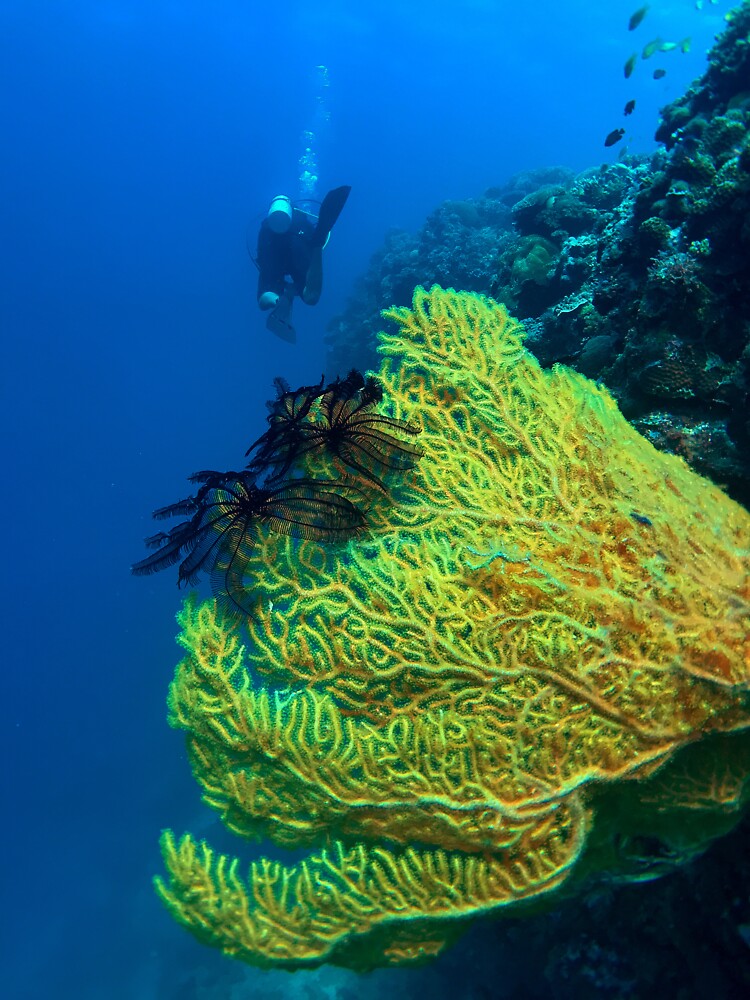 "scuba diver and yellow sea fan" Sticker for Sale by likbatonboot ...