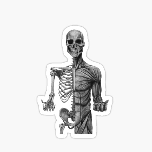 "Half Skeleton Half Muscle" Sticker for Sale by visitdesignsbyx | Redbubble