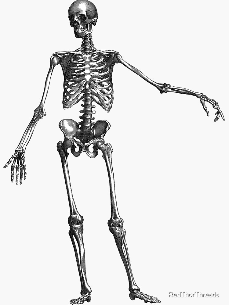 "Funny weird skeleton torso Halloween " Sticker for Sale by ...