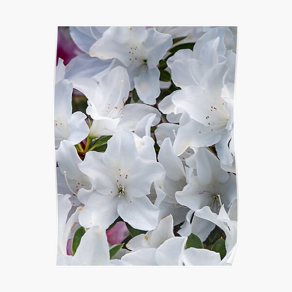 "White Azaleas" Poster by rossacampbell | Redbubble