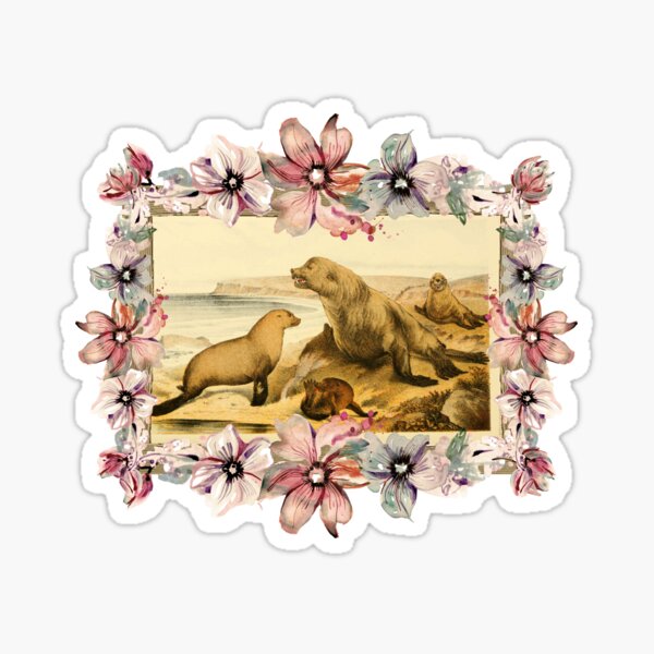 "Zoological board Seals - Zoological designs and zoology boards ...