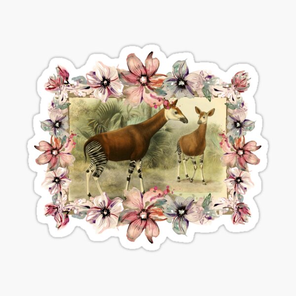 "Zoological board Okapis - Zoological designs and zoology boards ...