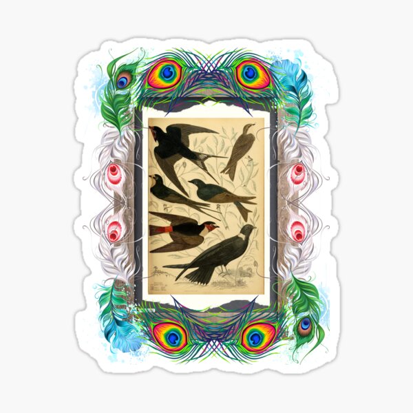 "Zoological board Swallows - Zoological designs and zoology boards ...