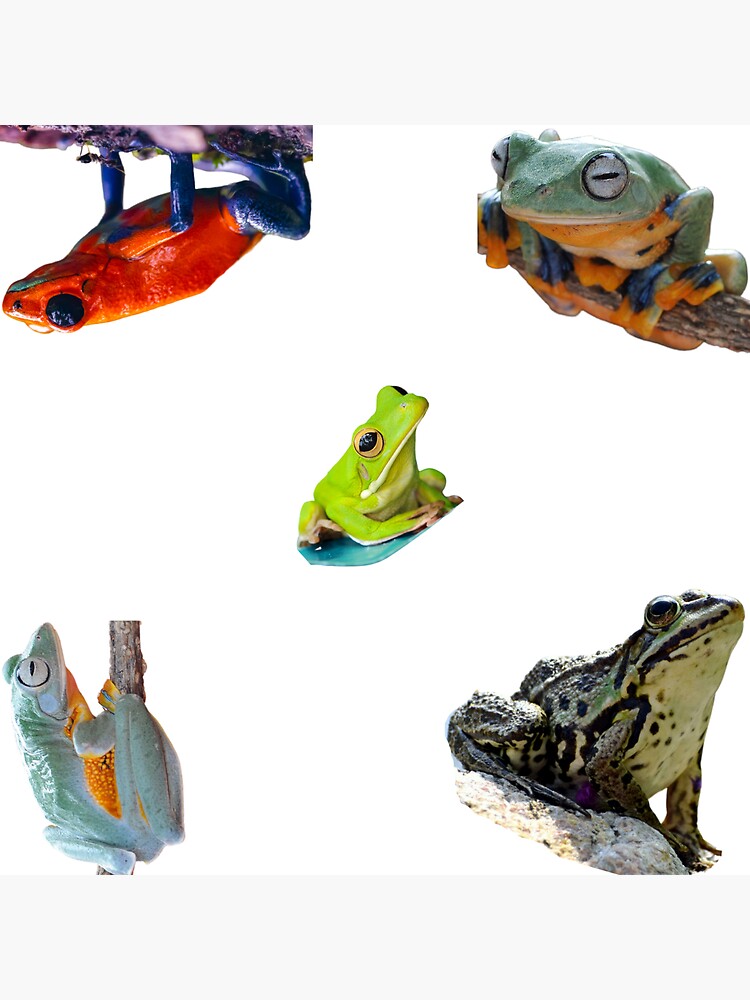 "1st Angry Frogs Sticker Package. Funny, Adorable Frogs And Toads For ...