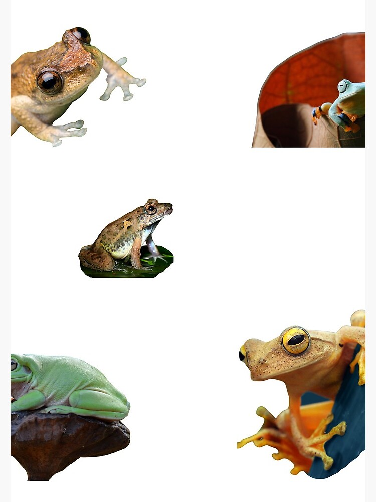 "2nd Angry Frogs Sticker Package. Funny, Adorable Frogs And Toads For ...