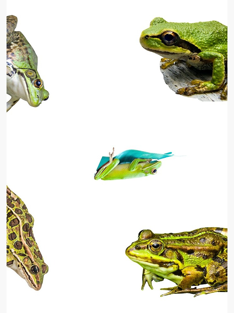 "3rd Angry Frogs Sticker Package. Funny, Adorable Frogs And Toads For ...