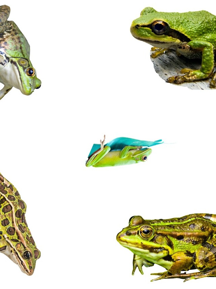 "3rd Angry Frogs Sticker Package. Funny, Adorable Frogs And Toads For ...