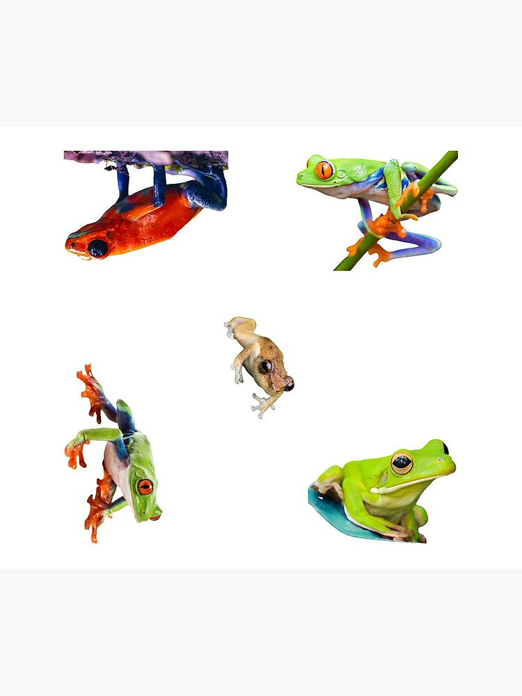 "1st Confused Frogs Sticker Package. Funny, Adorable Frogs And Toads ...