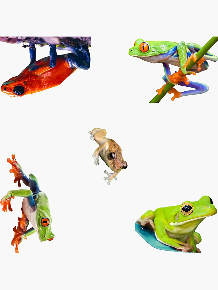 "1st Confused Frogs Sticker Package. Funny, Adorable Frogs And Toads ...